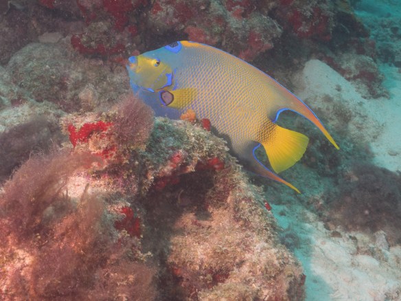 Aruba Underwater Photography Workshop | Bob Hahn Photo Blog