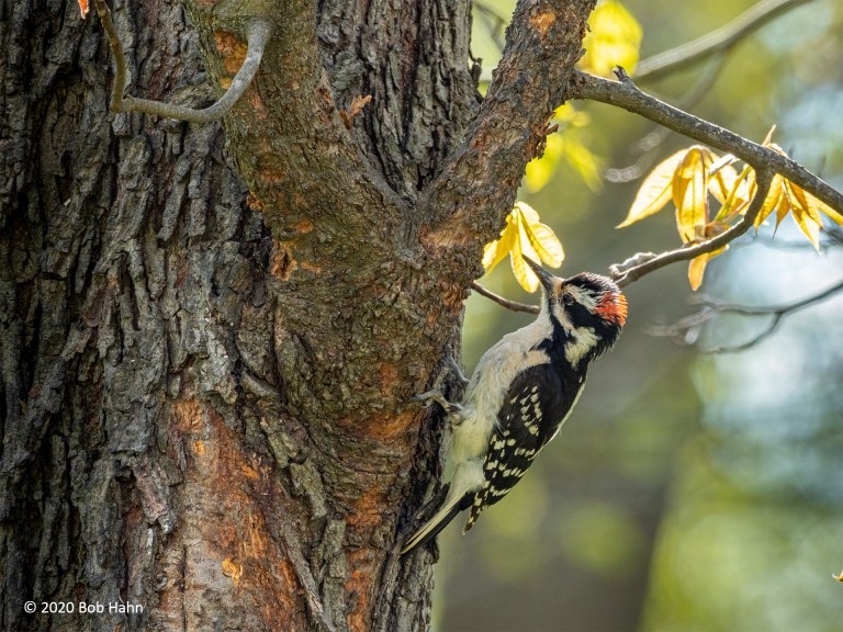 Bob Hahn Photo Blog | Page 2