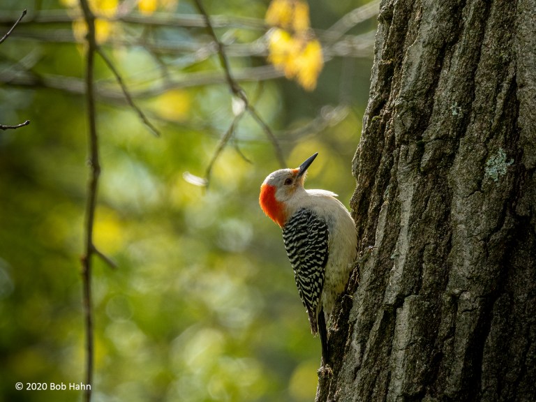 Bob Hahn Photo Blog | Page 2