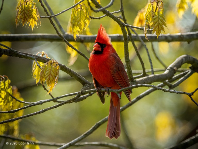 Bob Hahn Photo Blog | Page 2