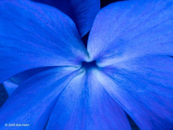Flowers in the Studio | Bob Hahn Photo Blog