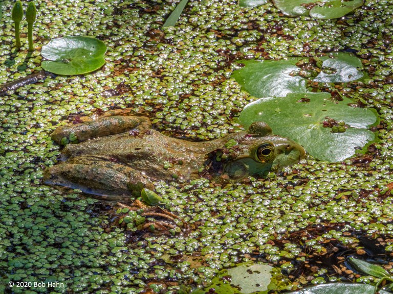 Bob Hahn Photo Blog | Page 2