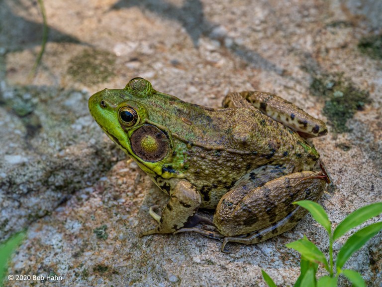 Bob Hahn Photo Blog | Page 2