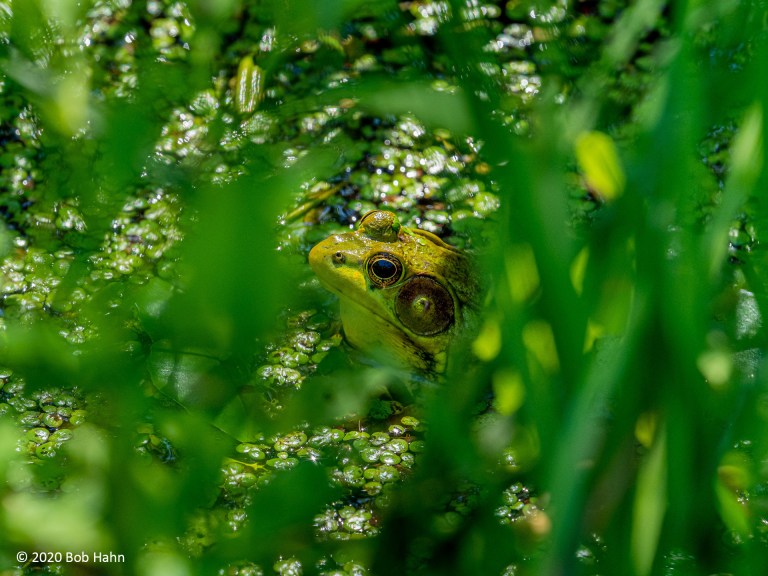 Bob Hahn Photo Blog | Page 2