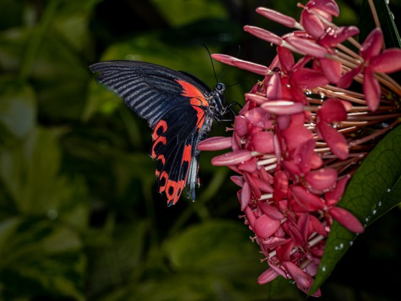 The Butterfly Farm Aruba N.V | Bob Hahn Photo Blog