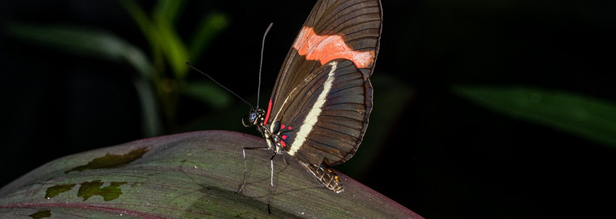 The Butterfly Farm Aruba N.V | Bob Hahn Photo Blog
